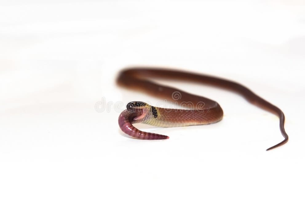 Redback Coffee Snake (Ninia Sebae) Stock Photo - Image of snake ...