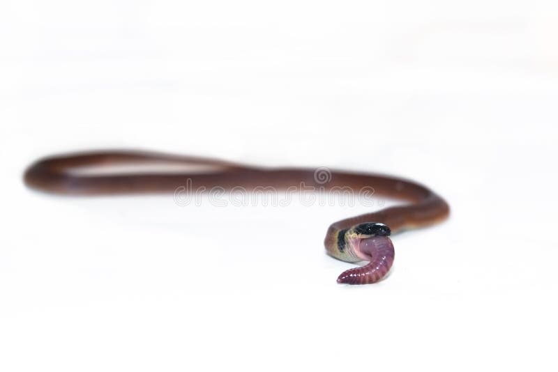 Redback Coffee Snake (Ninia Sebae) Stock Image - Image of american ...