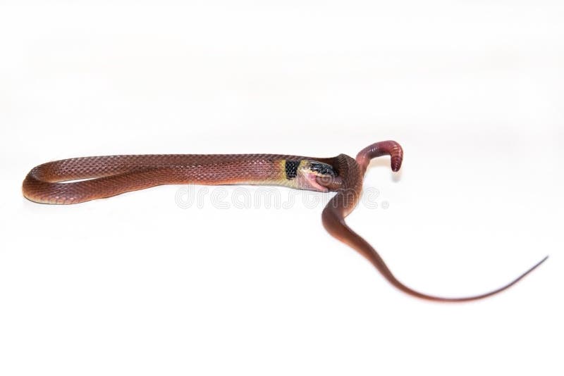 Redback Coffee Snake (Ninia Sebae) Stock Image - Image of american ...
