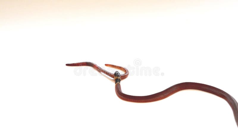 Redback Coffee Snake Ninia Sebae Stock Video - Video of snake ...