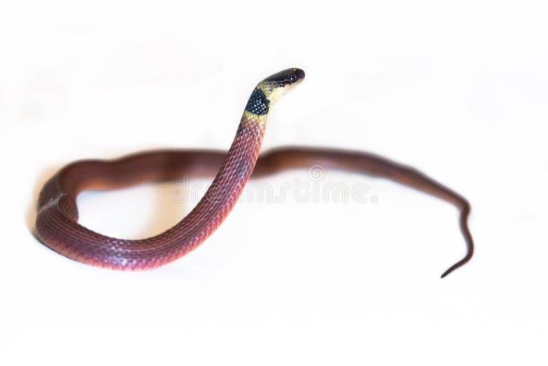 Redback Coffee Snake (Ninia Sebae) Stock Image - Image of american ...