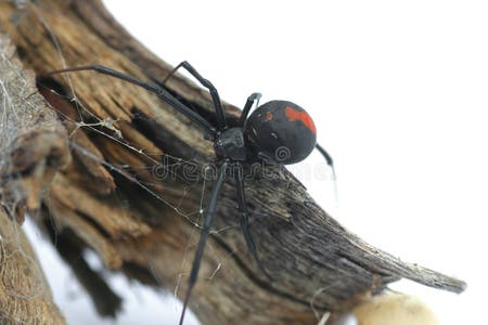 Redback Spider stock image. Image of crawly, spider, poison - 1989871