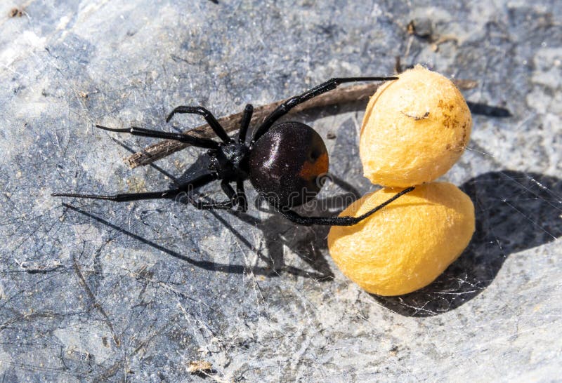 Redback spider with eggs stock photo. Image of australia - 237222494
