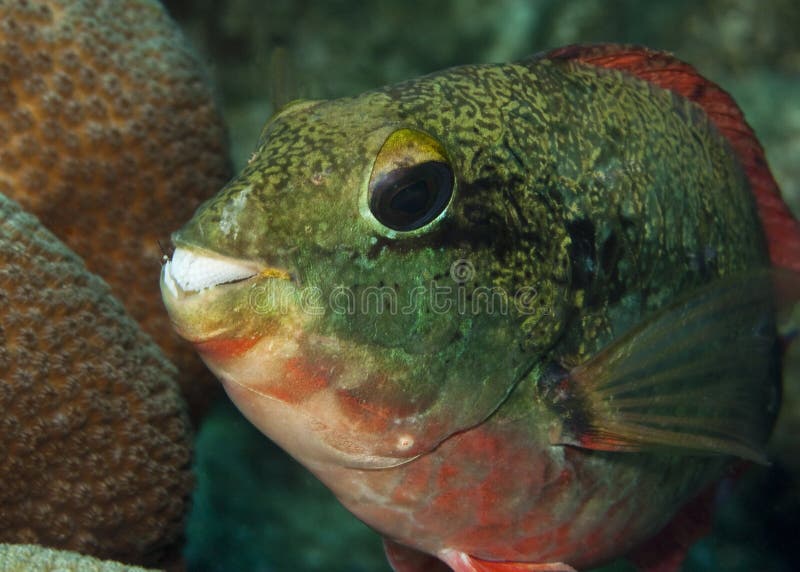 Redband Parrotfish stock photo. Image of parrotfish, living - 12341020