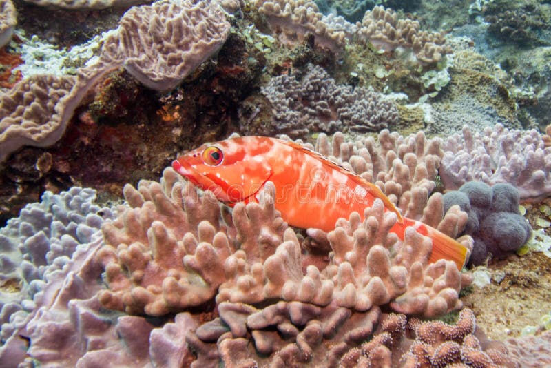 Redbarred Rock Cod Laying in a Hard Coral. Stock Image - Image of ...