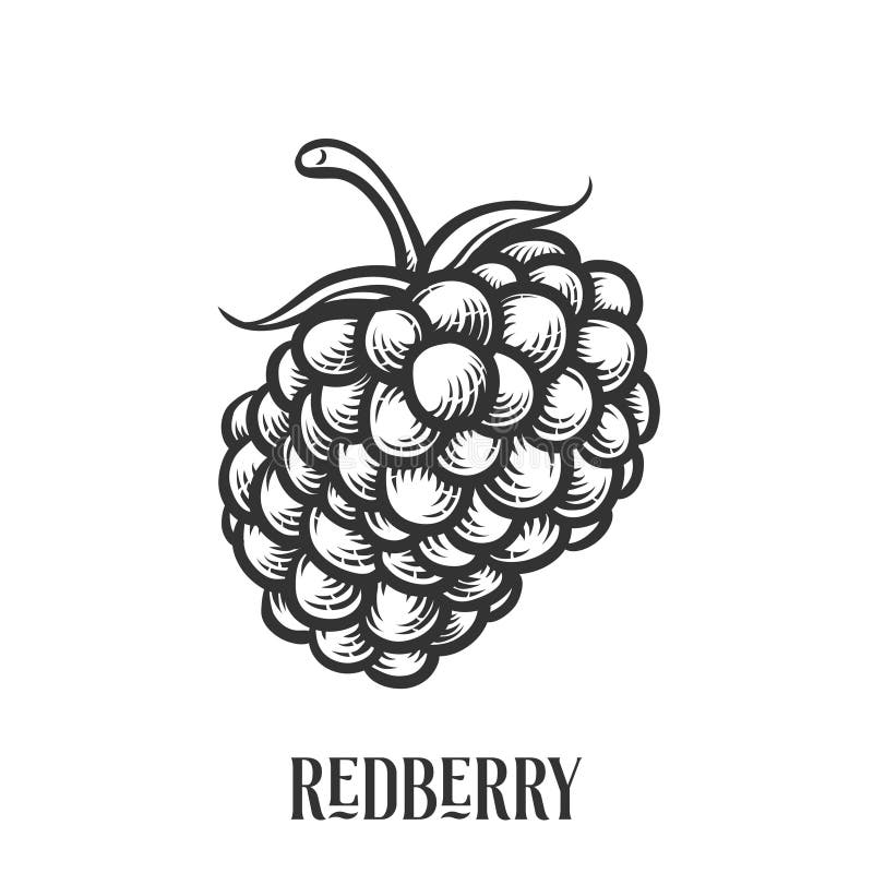 Redberry or Raspberry Vector Illustration for Logo and Packaging 2 ...