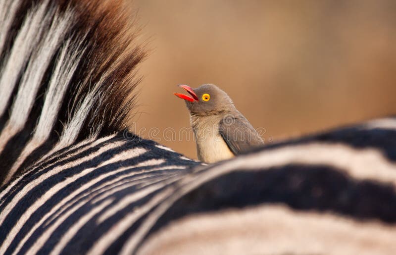Oxpecker Sitting on Impala Back. Stock Image - Image of safari ...