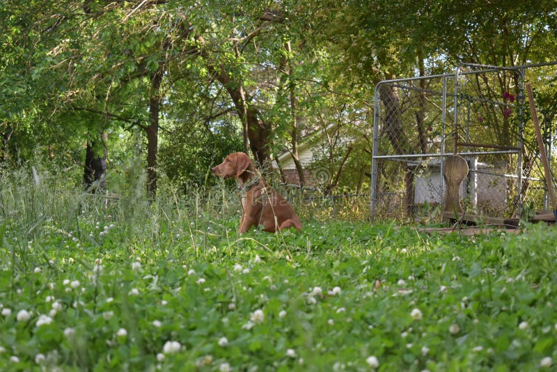 Redbone Coonhound Bloodhound Mutt in the Grass Stock Image - Image of ...