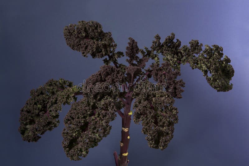 Redbor Kale Plant on Blue Background Stock Image - Image of natural ...