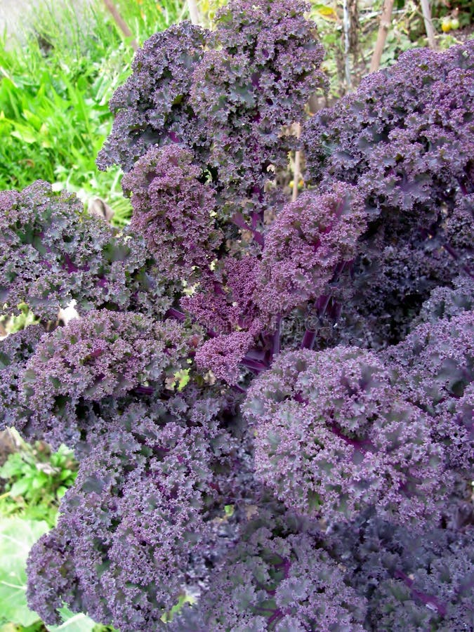 Ruffled Purple and Blue Tall Bearded Iris Stock Image - Image of blooms ...