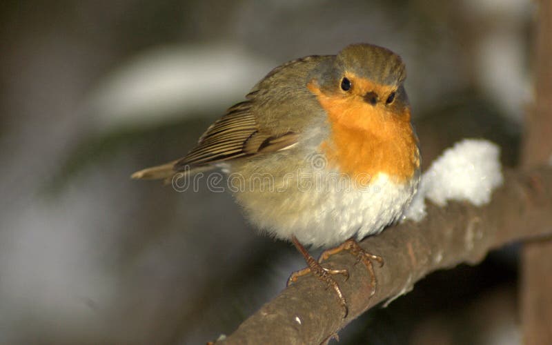 Redbreast stock photo. Image of bird, feathery, ruddock - 30738142