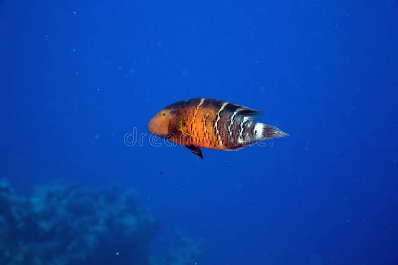 Redbreasted Wrasse Cheilinus Quinquecinctus Stock Photos - Free ...