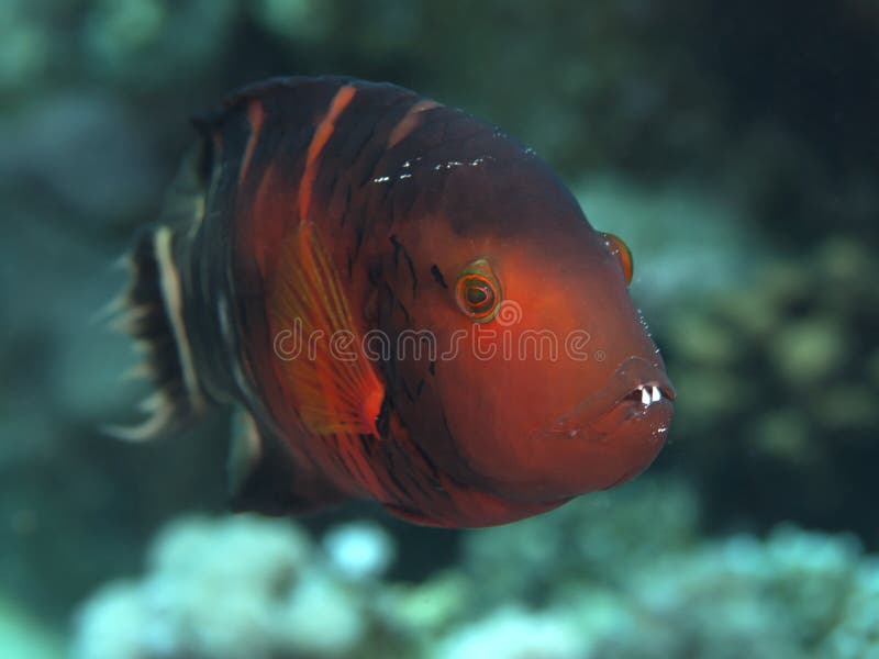 Redbreasted Wrasse Stock Photos - Free & Royalty-Free Stock Photos from ...