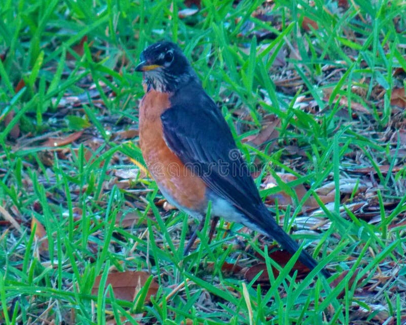 Redbrested Robin Stock Photos - Free & Royalty-Free Stock Photos from ...