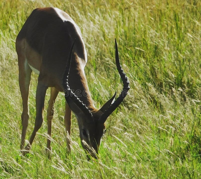 Redbuck stock photo. Image of nature, redbuck, beautiful - 113667450