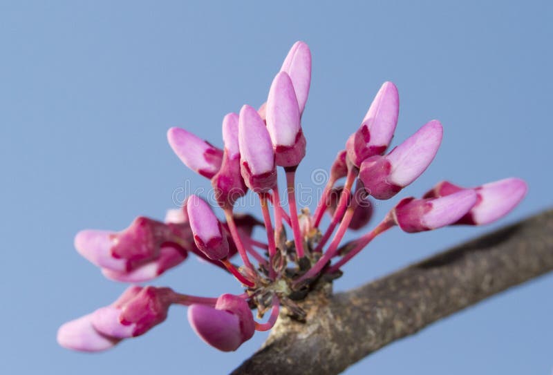 Redbud blooming. stock photo. Image of planting, canadensis - 13692934