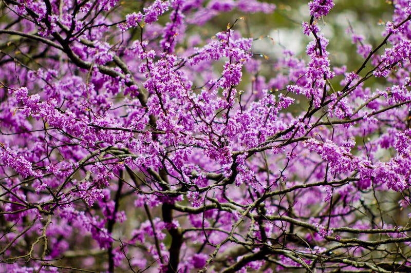 Redbud blooms stock image. Image of blooming, purple - 21295037