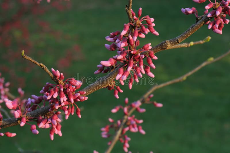 Redbud twig with blossoms stock photo. Image of seasonal - 30914844