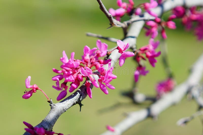 Redbud branch stock photo. Image of blur, florida, nursery - 87314902
