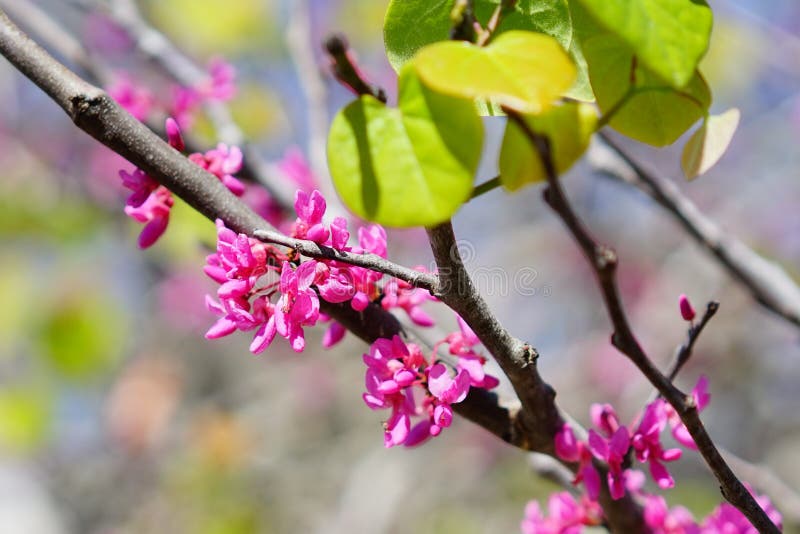 Redbud close-up stock image. Image of pink, botanical - 87314881