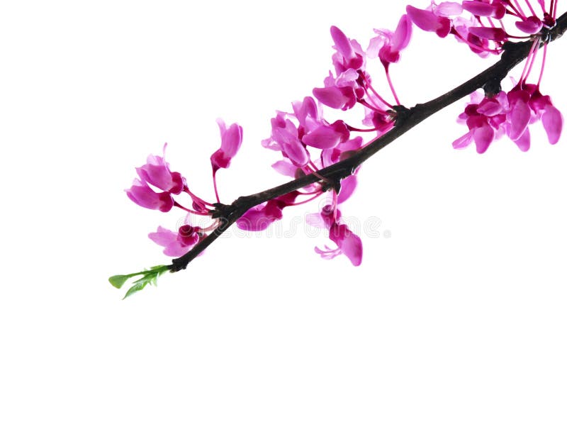Spring Forest with Redbud stock photo. Image of blossoming - 41995352
