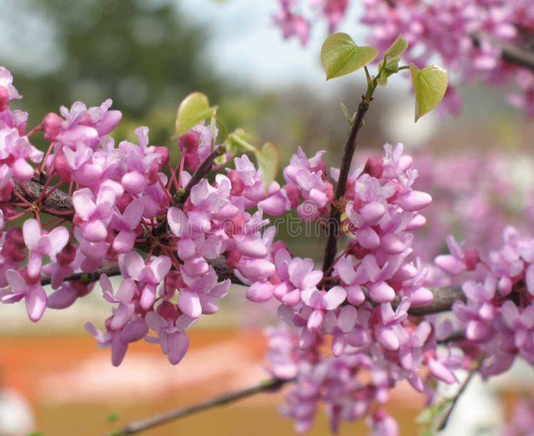 Redbud tree stock photo. Image of flowering, fragrant, close - 722222