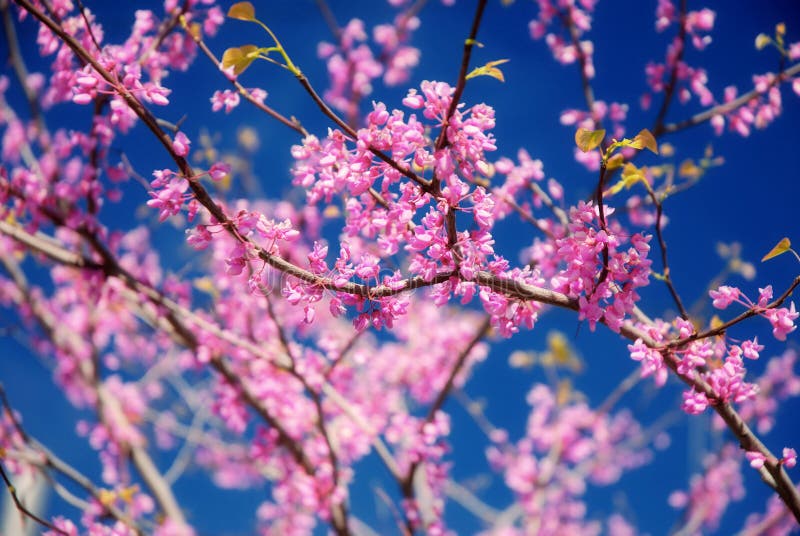 Spring Forest with Redbud stock photo. Image of blossoming - 41995352