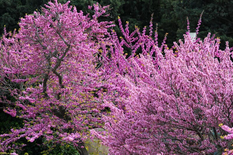Redbud tree in bloom stock photo. Image of canadensis - 112438262