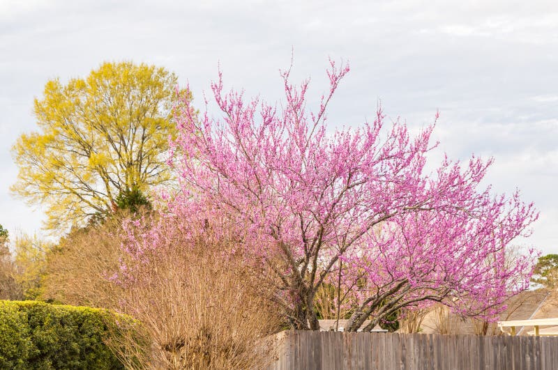 Redbud Tree in Bloom Signs of Spring Stock Image - Image of beautiful ...