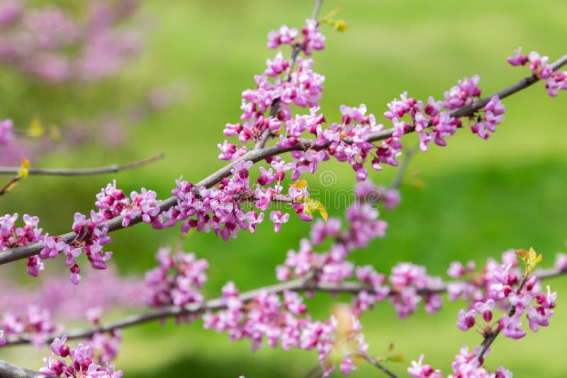 Redbud Tree Blooming in the Spring Stock Image - Image of redbud, plant ...