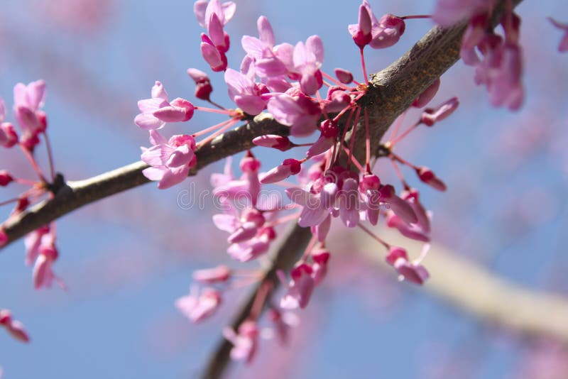 Redbud Tree Blooms stock photo. Image of pink, blue, branch - 15979290