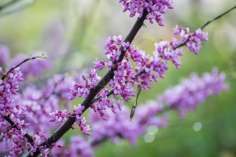Redbud tree blossoms stock image. Image of spring, purple - 84067759