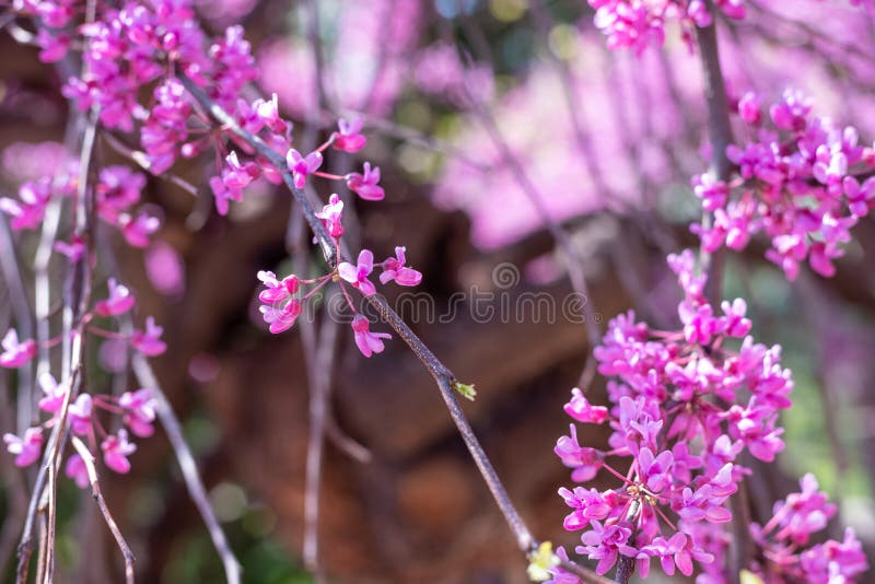 Redbud Tree Branch in Bloom Stock Photo - Image of bloom, flowering ...