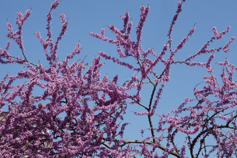 Redbud Tree Branch stock photo. Image of head, deciduous - 39817214