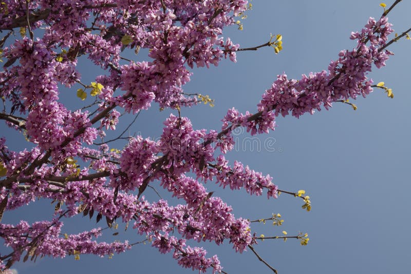 Redbud Tree Branch stock image. Image of nature, plant - 39818597