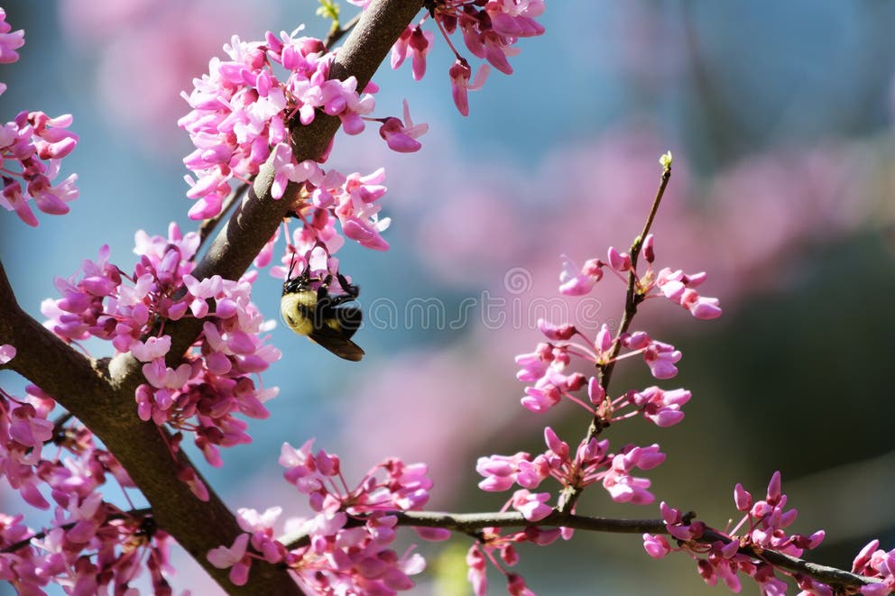 Redbud Tree Branch in Spring Stock Photo - Image of nature, nectar ...