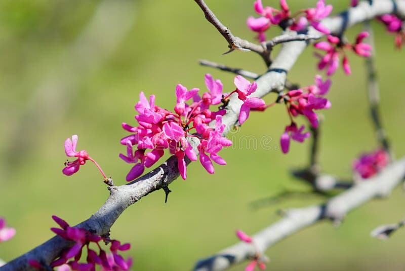 Redbud tree stock image. Image of blur, nursery, blooming - 87314879