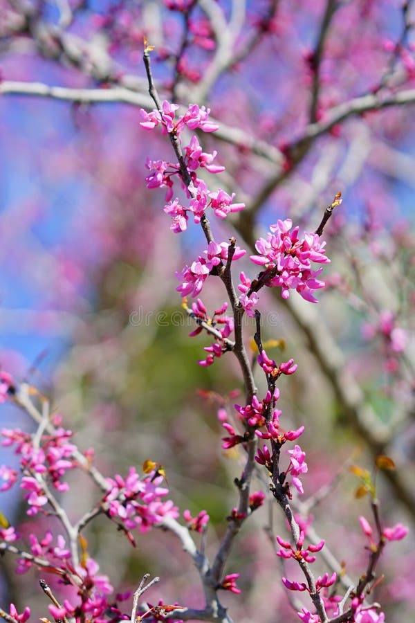 Redbud tree stock photo. Image of grassy, nursery, meadow - 87314900