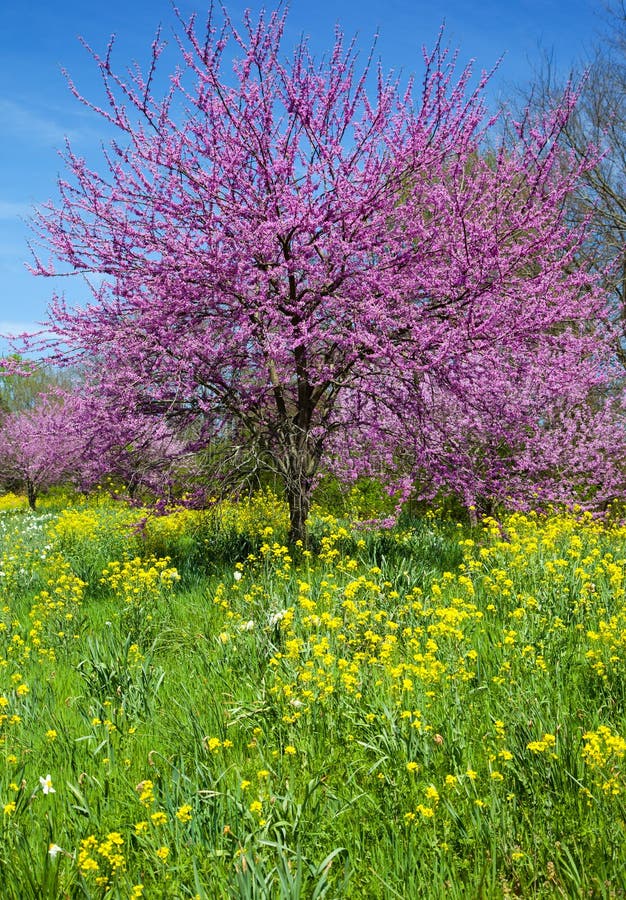 Redbud Tree Blooms and New Growth in the Smokies. Stock Photo - Image ...