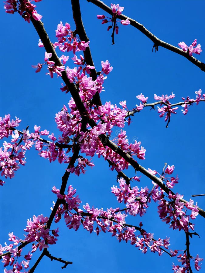 Redbud Tree Flower Nature Art Abstract Scenic Stock Image - Image of ...