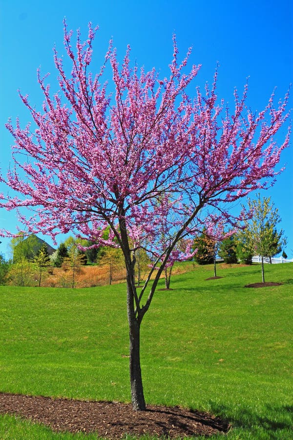 Redbud Tree stock photo. Image of collegiate, brick, education - 88793282