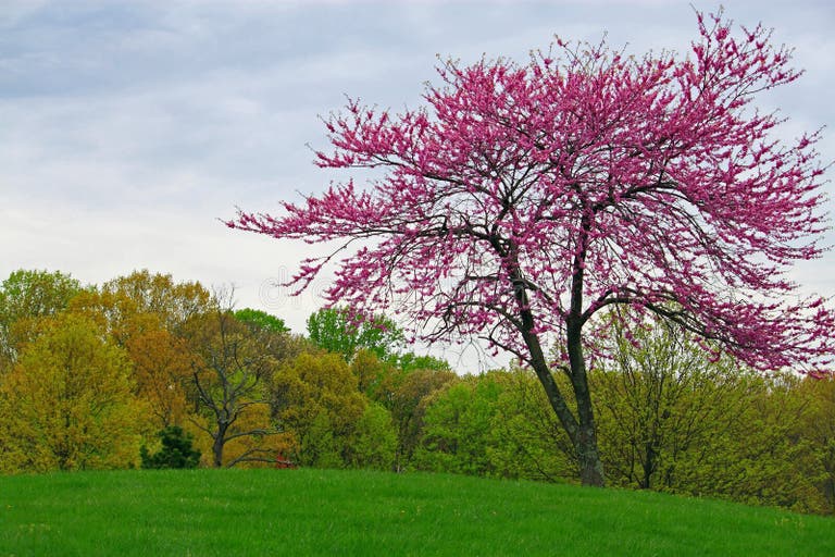 Redbud Tree stock photo. Image of flora, freshness, beautiful - 53326576