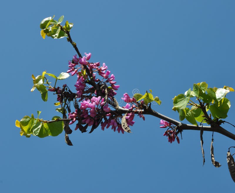 Redbud tree stock photo. Image of flower, eastern, environment - 30456914