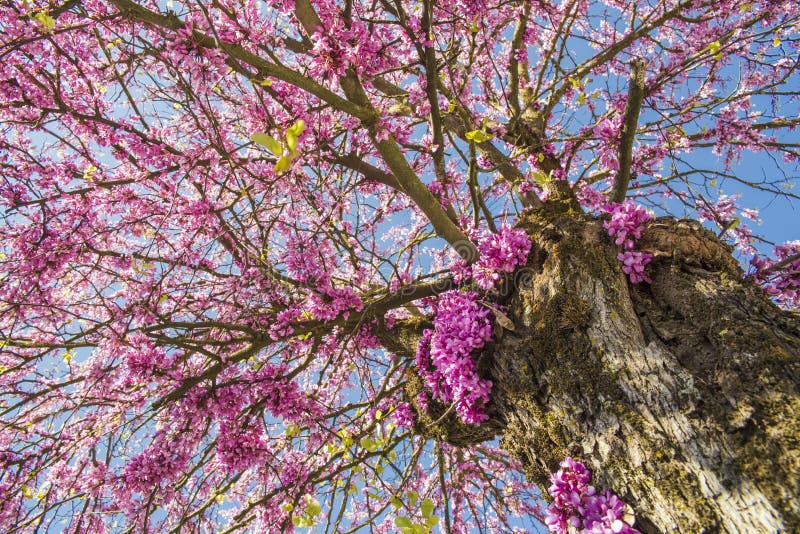 Redbud Tree in Spring Pink Flowers Stock Image - Image of blooming ...