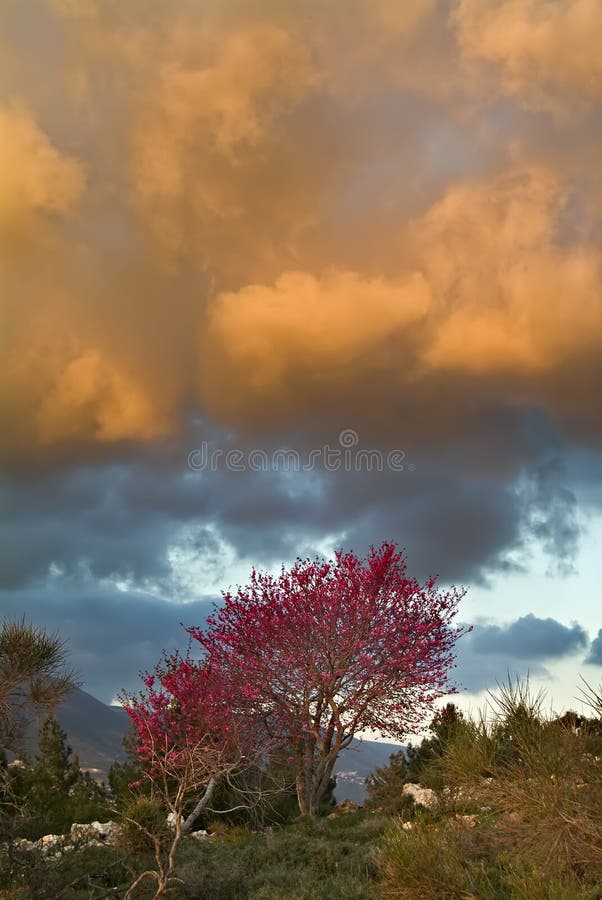 Redbud Tree Blooms and New Growth in the Smokies. Stock Photo - Image ...
