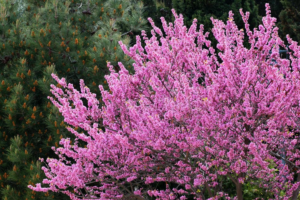 Redbud tree in bloom stock image. Image of spring, outdoor - 112438251