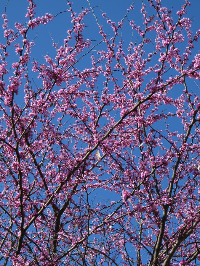 Redbud Trees stock photo. Image of blooms, nature, trees - 100057718