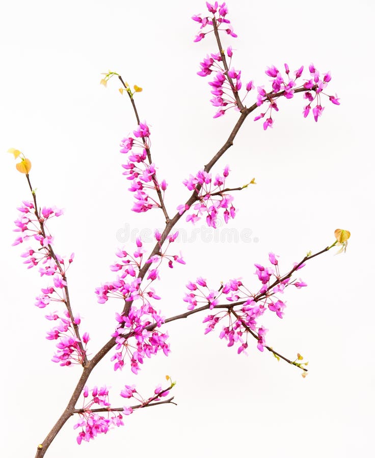 Redbud twig with blossoms stock photo. Image of seasonal - 30914844