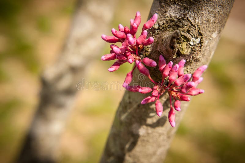 Redbuds Closeup stock photo. Image of virginia, field - 30363088