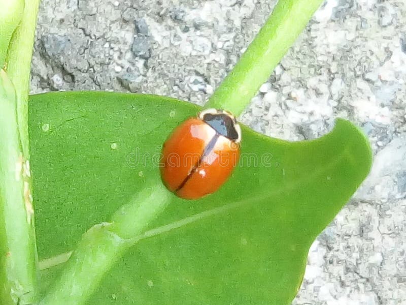 Redbug stock photo. Image of stem, cute, sitting, redbug - 112829420